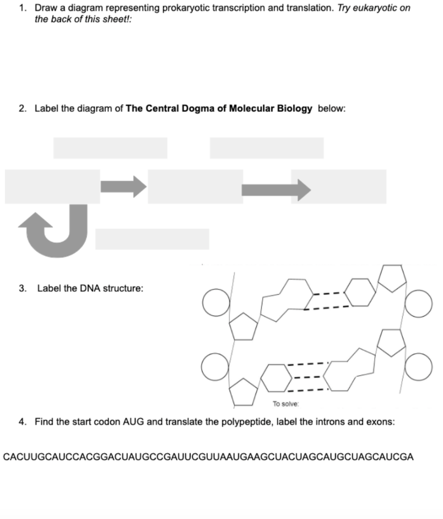 1. Draw a diagram representing prokaryotic | Chegg.com