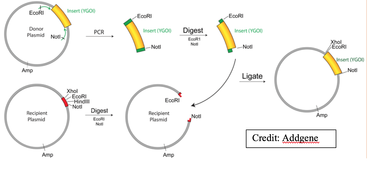 Solved Developing a DNA Cloning Strategy for expressing | Chegg.com