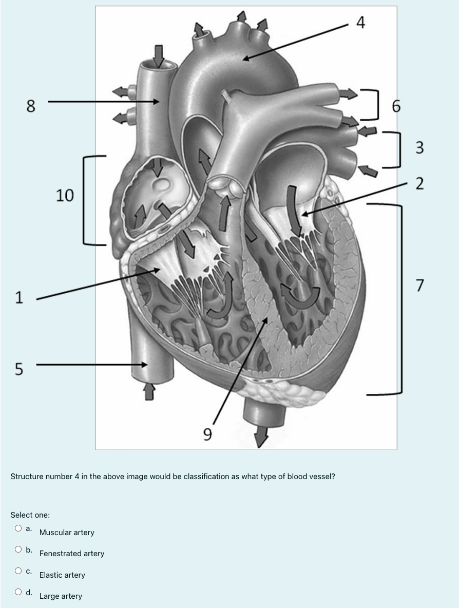 Solved Structure number 4 in the above image would be | Chegg.com