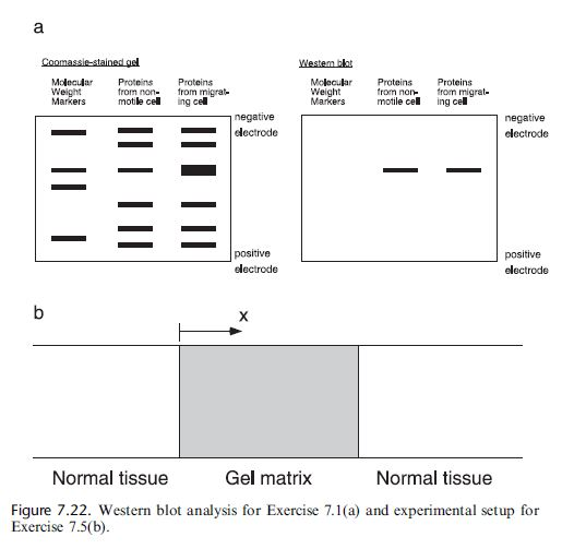 Exercise 7.5 A polymeric material, similar to the gel | Chegg.com