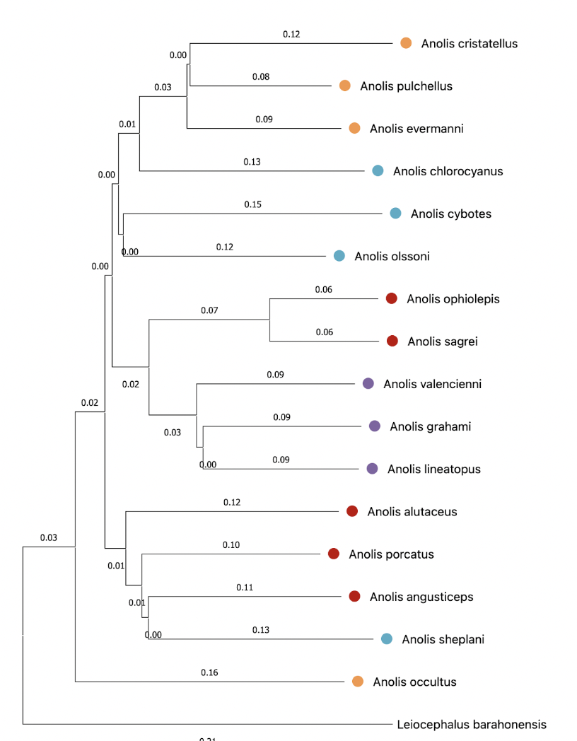 Solved Ecomorph Tree: Species labels and branches are | Chegg.com