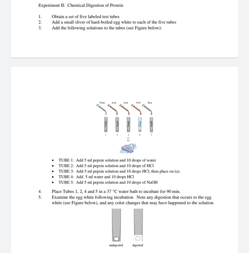 Solved Experiment II: Chemical Digestion of Protein 1. 2. 3. | Chegg.com