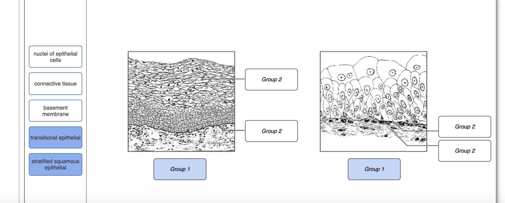 Solved nuclei of epithelial cells : Group 2 connective | Chegg.com