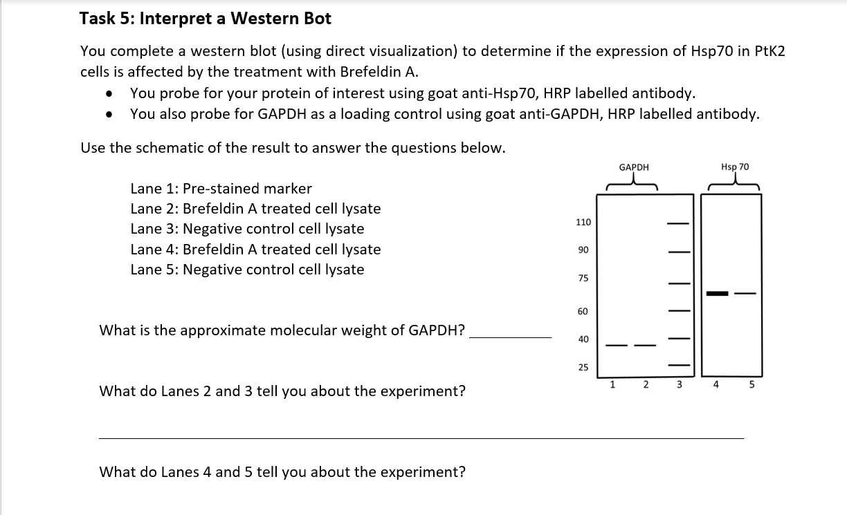 Solved Task 4: Western Blot Theory (why do we do each step?) | Chegg.com Solved Task 4: Western Blot Theory (why do we do each step?) | Chegg.com