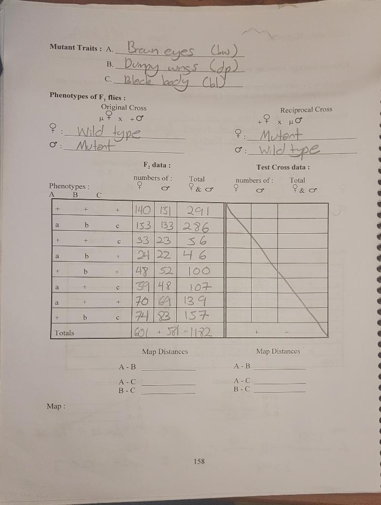Solved Mutant Traits : A. ( B. Brown eyes Chw) Dumpy wings | Chegg.com