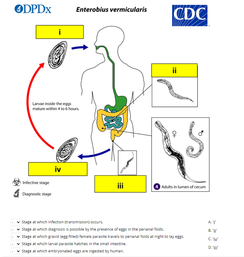 Enterobius Vermicularis Life Cycle