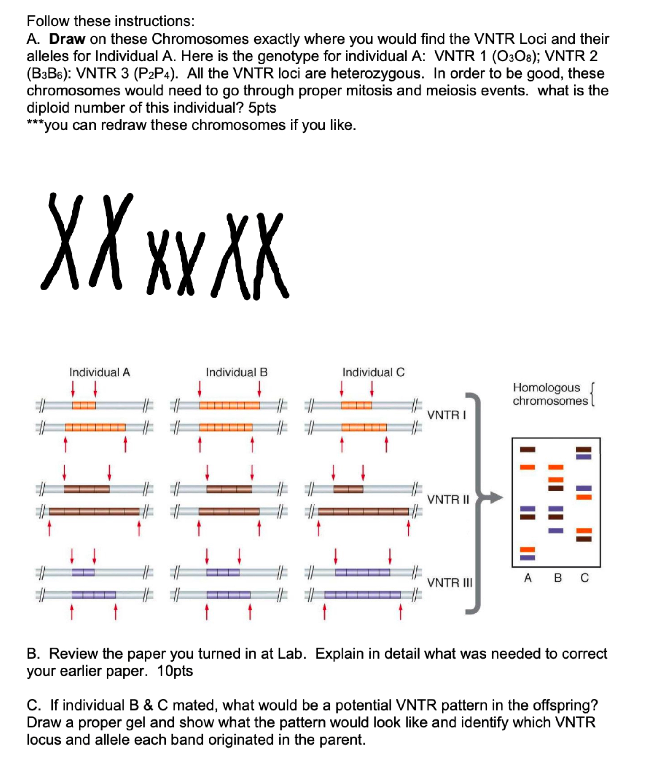 Solved Follow these instructions:A. ﻿Draw on these | Chegg.com