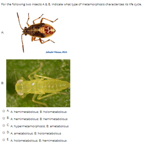 Solved For the following two insects A & B, indicate what | Chegg.com