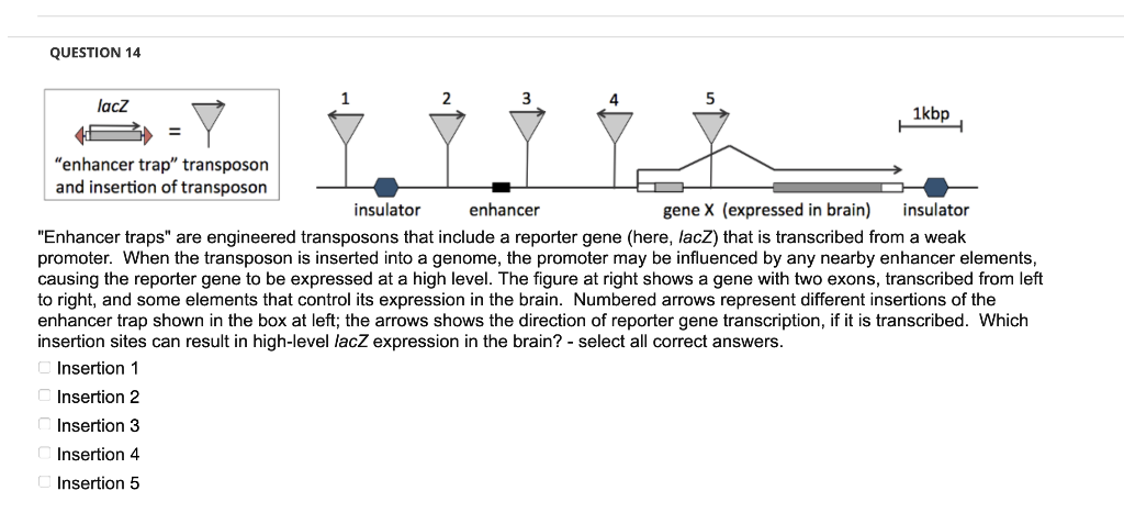 Solved QUESTION 14 4 5 lacz 1kbp "enhancer trap" transposon | Chegg.com