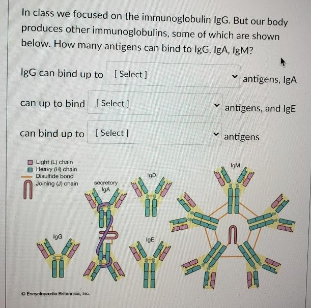 Solved In class we focused on the immunoglobulin IgG. But | Chegg.com
