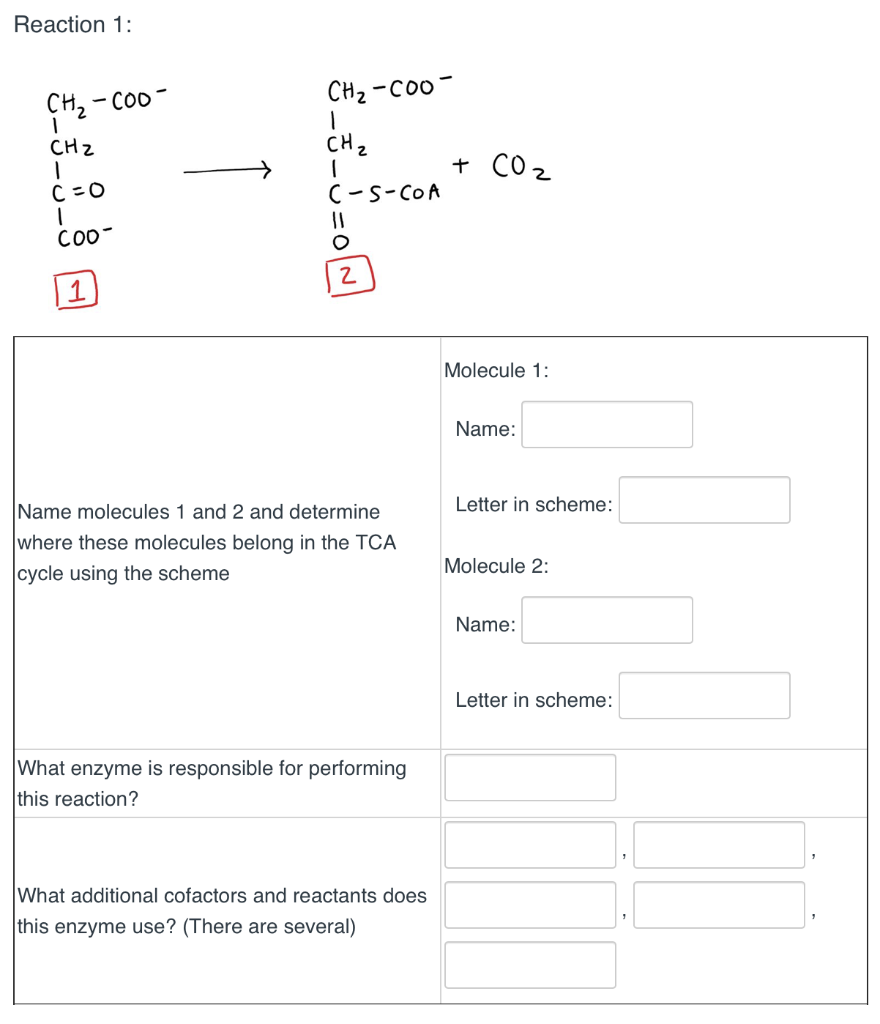 Solved Reaction 1: CH2 -200 CH2-Coo 1 I CHZ CH₂ + CO2 C-0 1 | Chegg.com