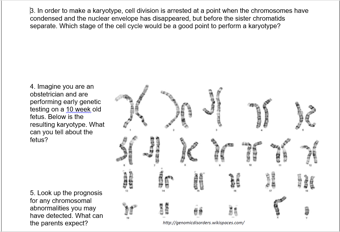 Solved 3. In order to make a karyotype, cell division is | Chegg.com