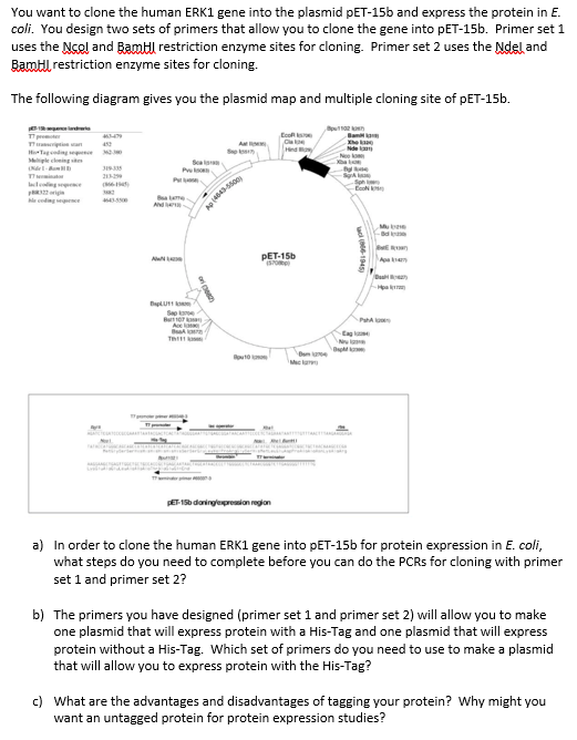 You want to clone the human ERK1 gene into the | Chegg.com