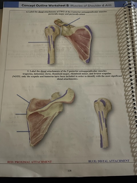 Solved Concept Outline Worksheet B: Muscles of Shoulder \& | Chegg.com