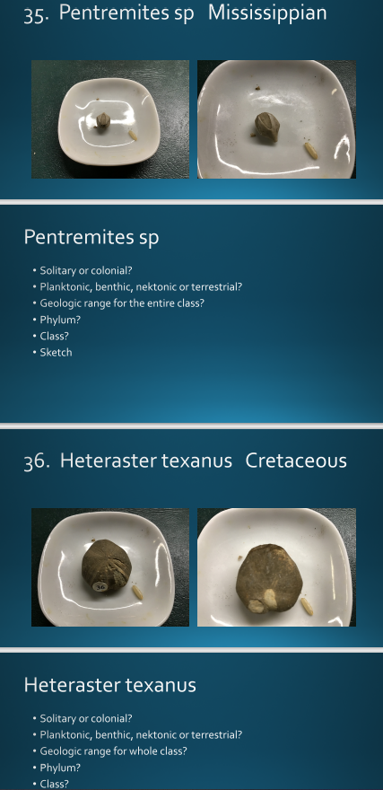 Solved 35. Pentrémites sp Mississippian Pentremites sp • | Chegg.com