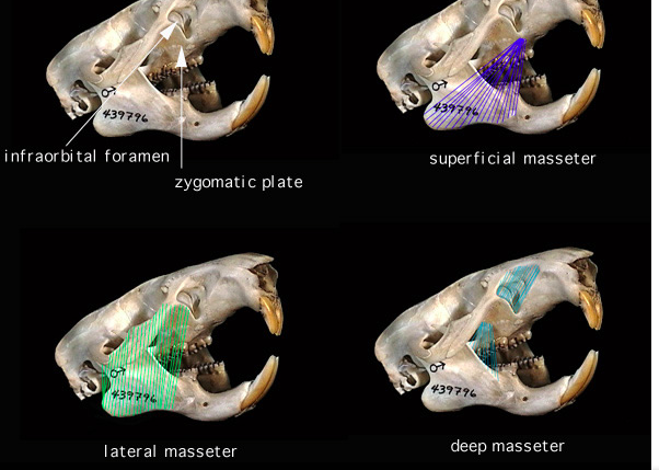 Solved Most morphologies of Scandentia to Primates is | Chegg.com