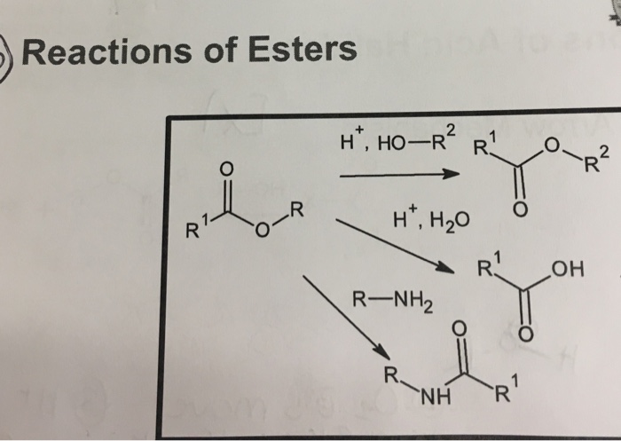 Solved Reactions of Esters 2 H, H20 1 OhH R-NH2 NH R | Chegg.com