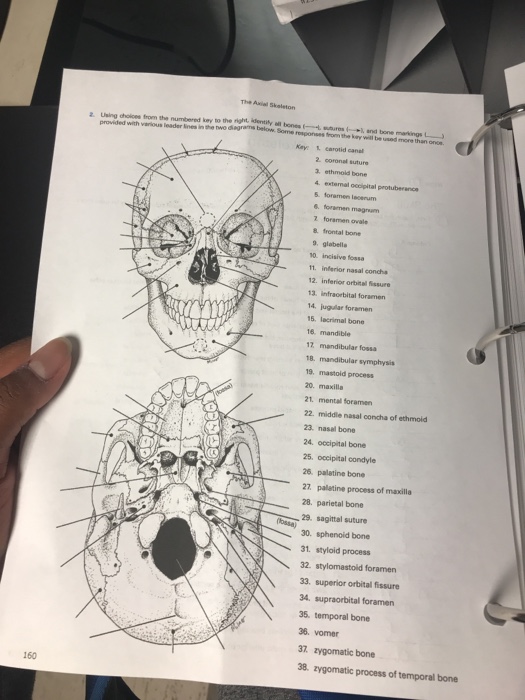 Solved REVIEW SHEET The Axial Skeleton Name Lab Time/Date | Chegg.com