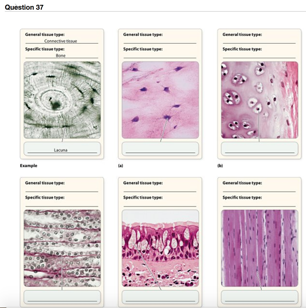 Connective Tissue Types Connective Tissue Types