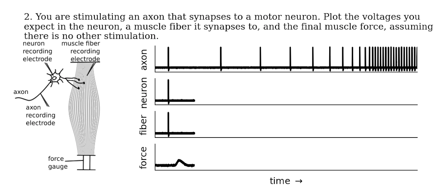 Solved 2. You are stimulating an axon that synapses to a | Chegg.com