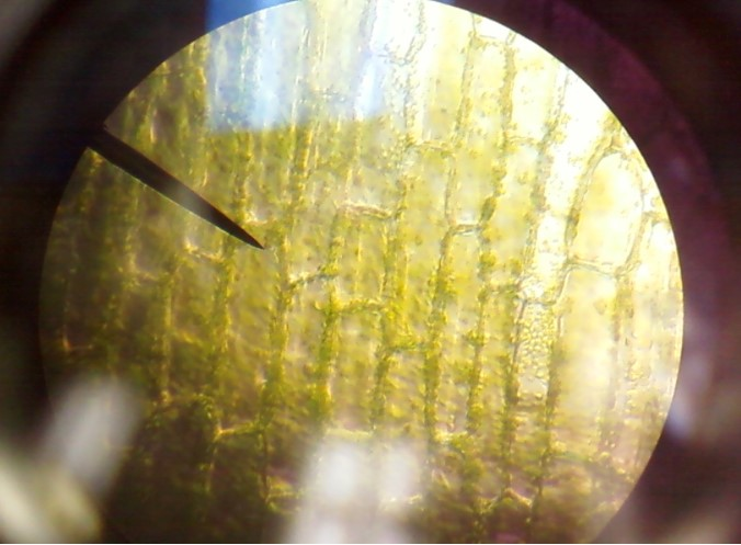 Solved Part B - This image is Elodea leaf cells taken at | Chegg.com