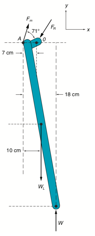 Consider a normal human leg shown in the figure | Chegg.com