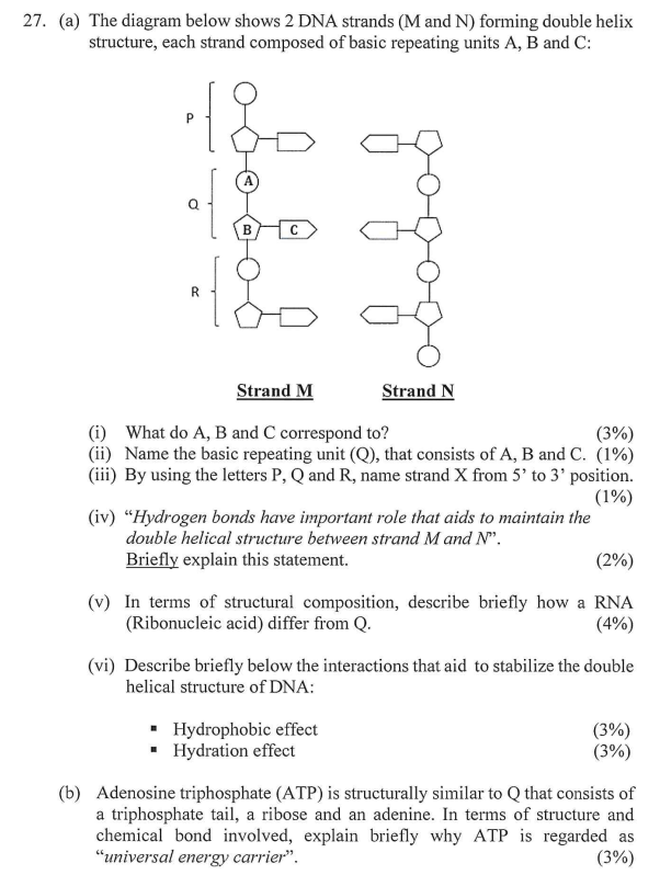 Solved 27. (a) The diagram below shows 2 DNA strands (M and | Chegg.com