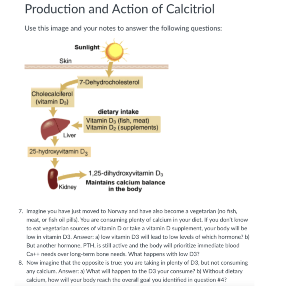 Solved Production and Action of Calcitriol Use this image | Chegg.com
