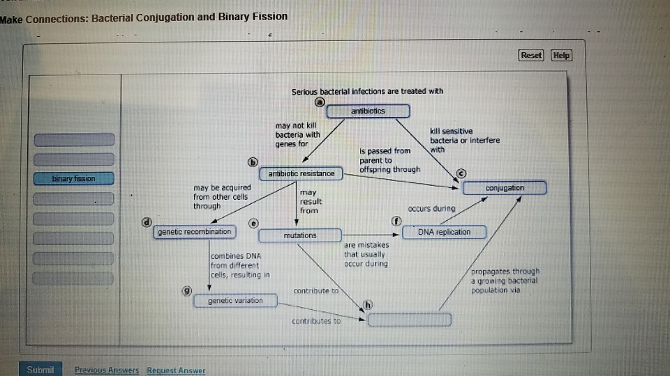Solved Make Connections: Bacterial Conjugation and Binary | Chegg.com