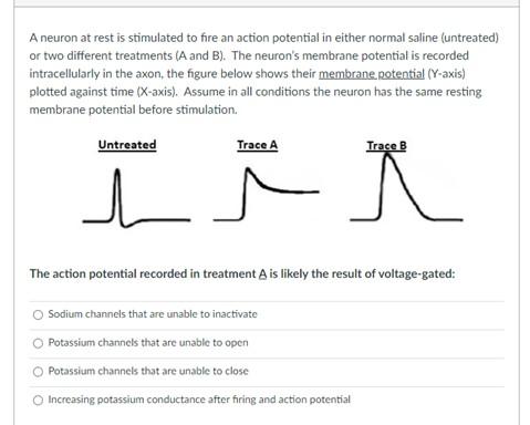 Solved A neuron at rest is stimulated to fire an action | Chegg.com