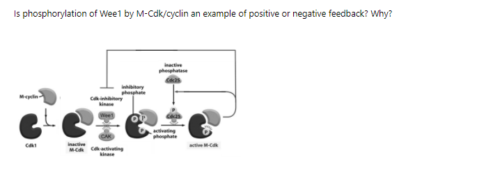 Solved Is phosphorylation of Wee1 by M-Cdk/cyclin an example | Chegg.com