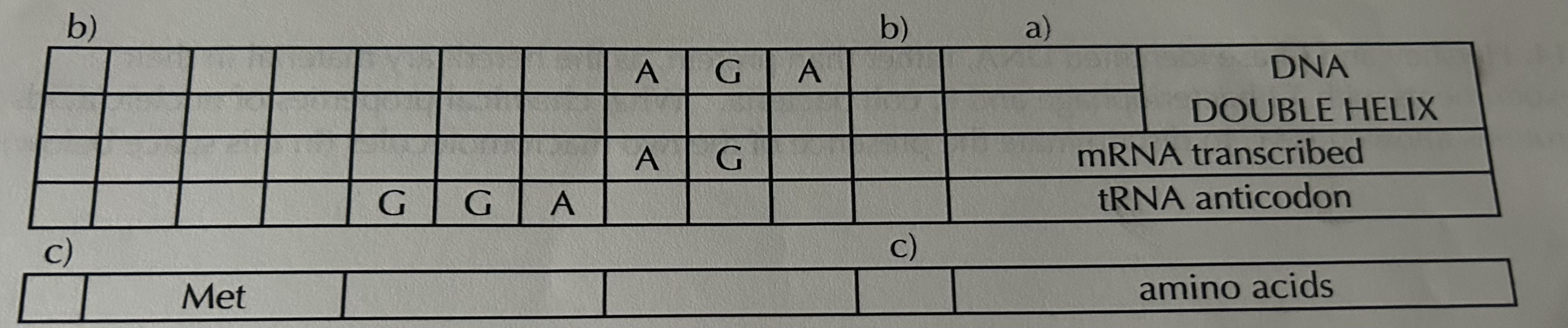 Solved 11. Use the genetic code on the front page of the | Chegg.com