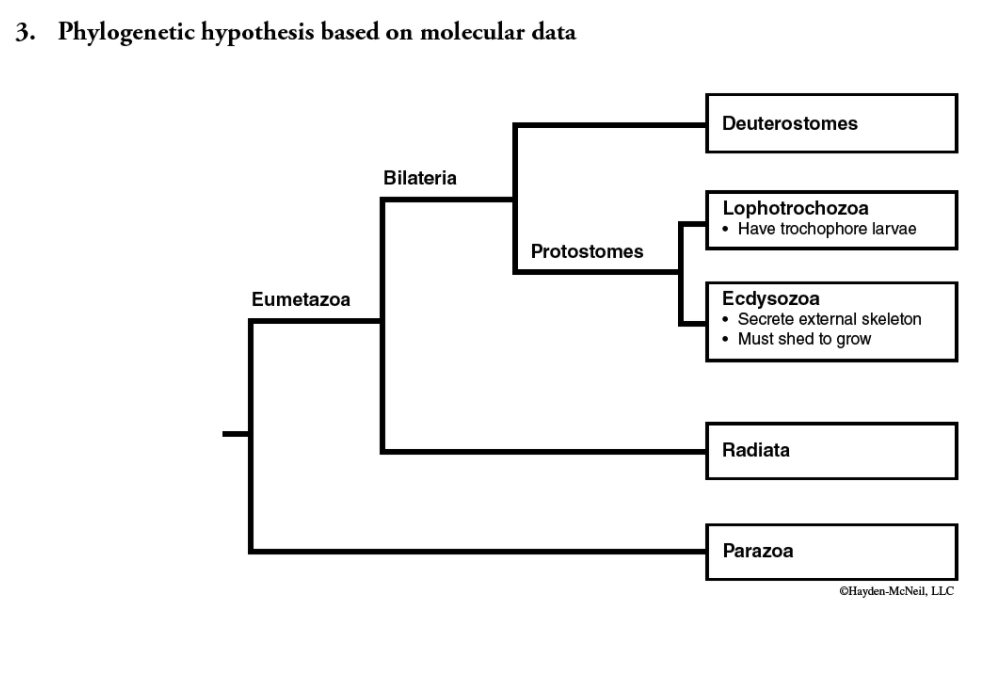 Solved Protostomes "Chidaria Platy mollusca bilateria | Chegg.com