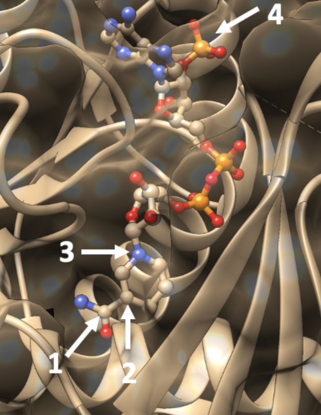 Solved This image shows a co-substrate bound to an enzyme. | Chegg.com