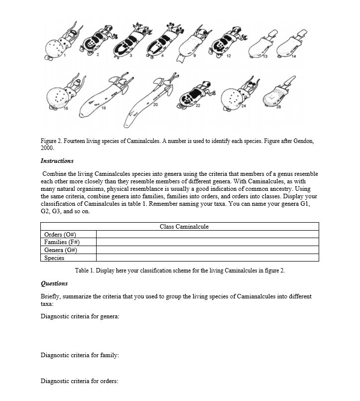 Figure 2. Fourteen living species of Caminalcules. A | Chegg.com