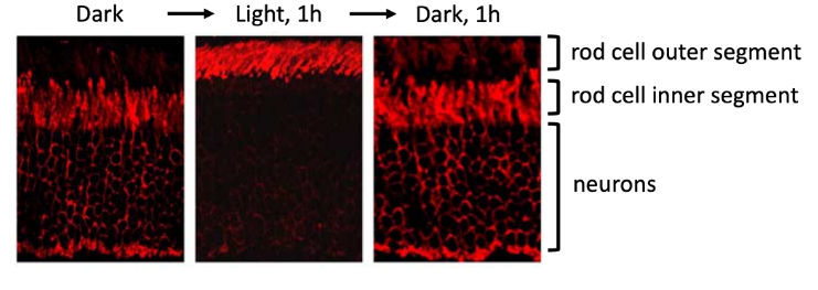 Solved Rod cells contain similar amounts of the two proteins | Chegg.com