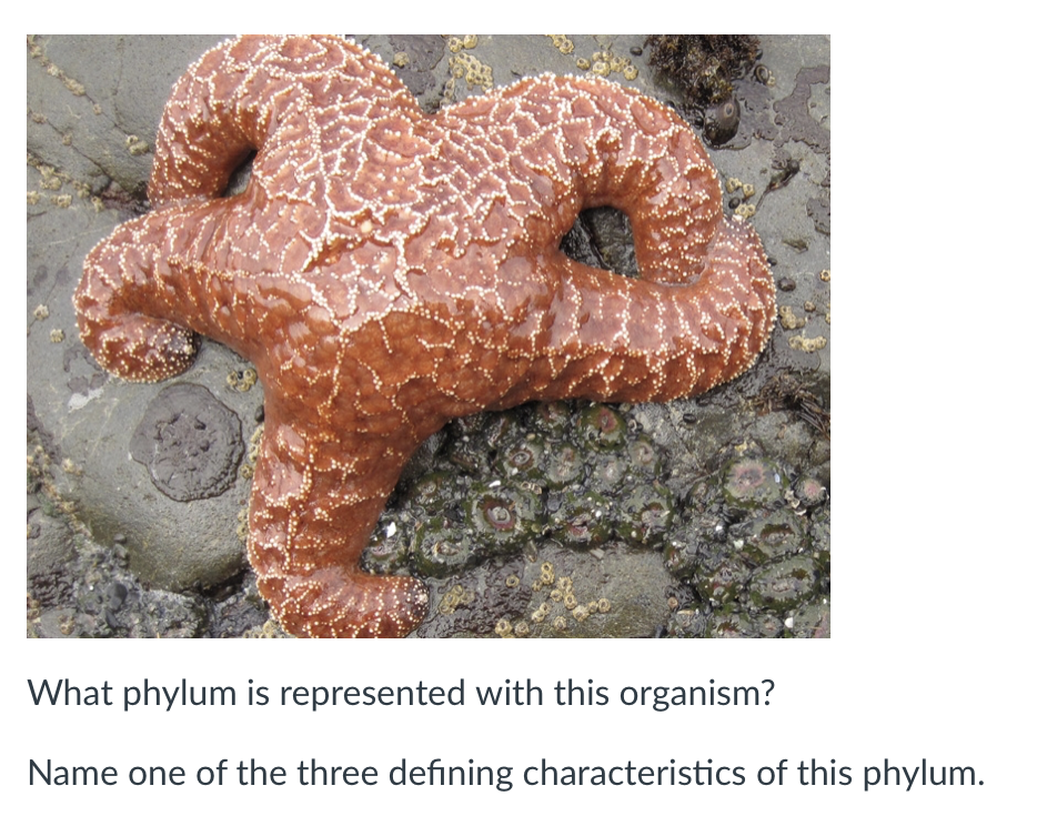 Solved What phylum is represented with this organism? Name | Chegg.com