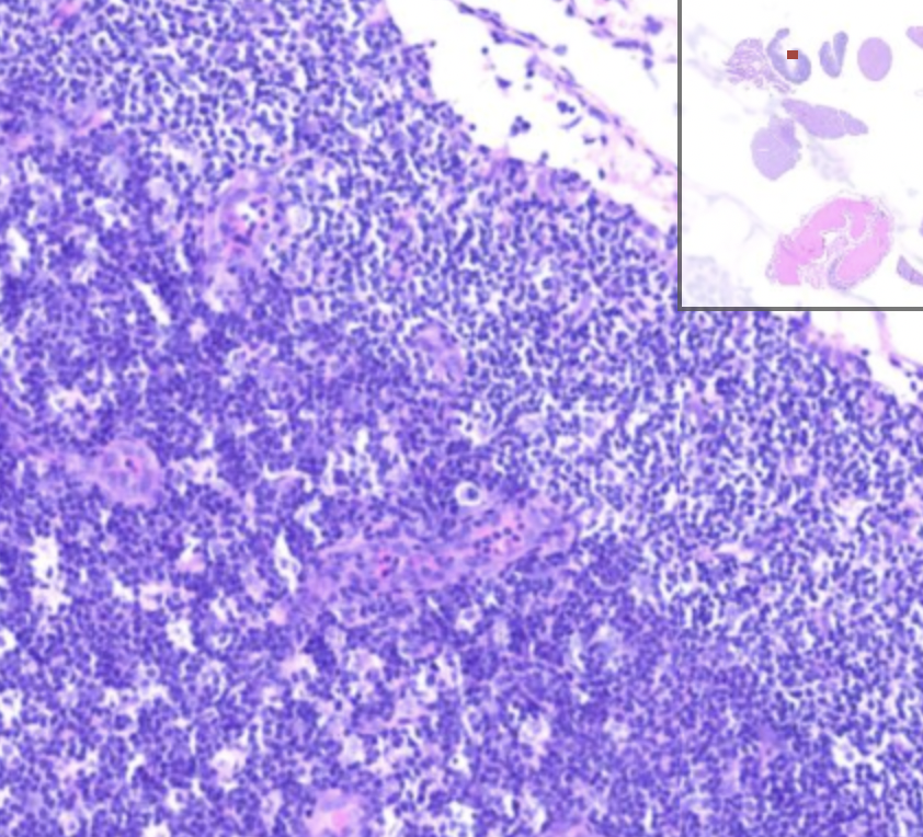 Solved Images of H&E and MT stained sections. May I have | Chegg.com