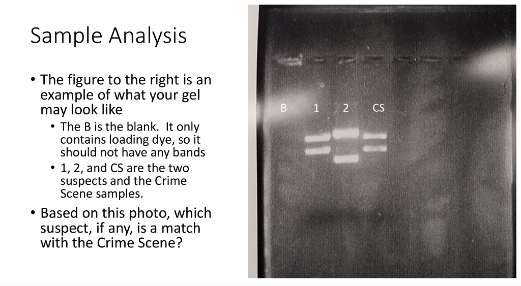 Solved compare the evidence DNA with the DNA from the two | Chegg.com