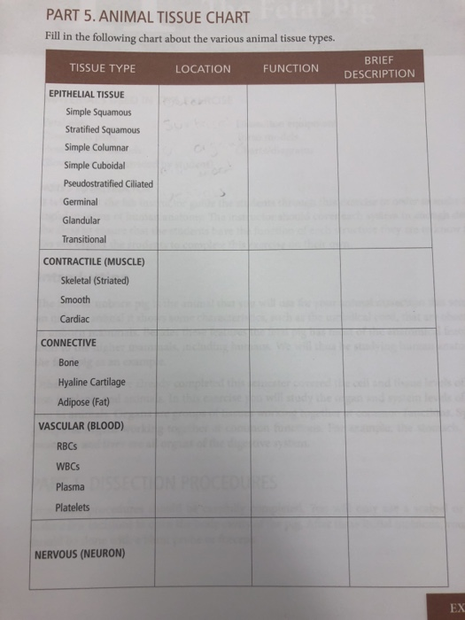 Solved PART 5. ANIMAL TISSUE CHART Fill in the following | Chegg.com