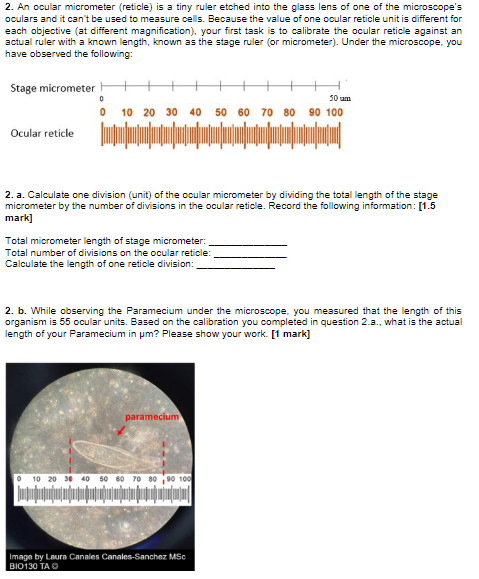 Solved 2. An ocular micrometer (reticle) is a tiny ruler | Chegg.com