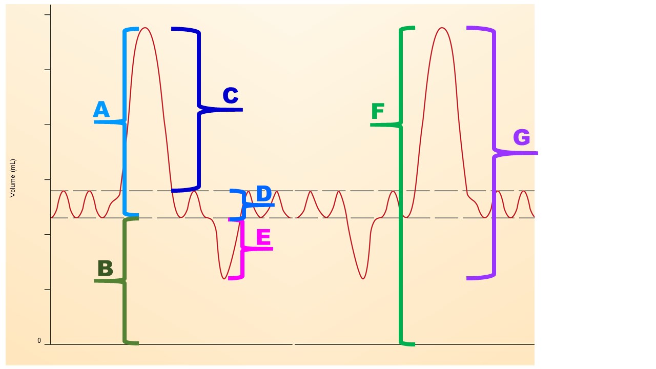Solved name the volume or capacities in the | Chegg.com