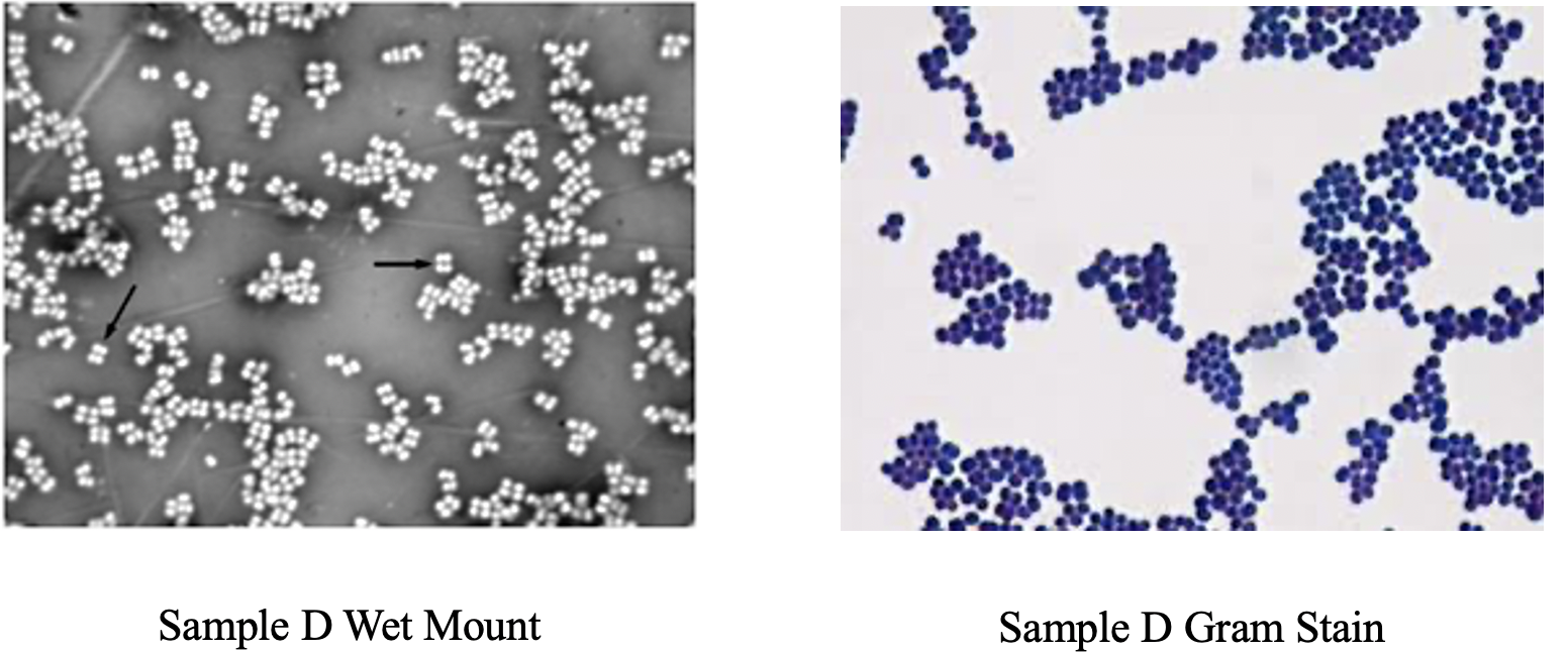 Solved Identification of Unknown F: Results Interpretation | Chegg.com