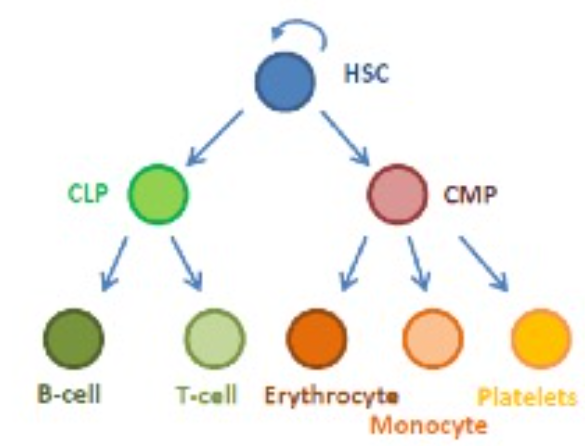 Solved Hematopoietic stem cells (HSC) are multipotent stem | Chegg.com