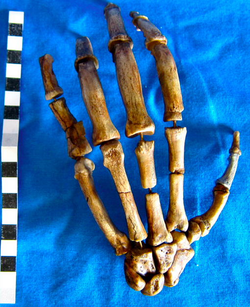 Solved Image 1: This is an Ard. ramidus skull (all pictures | Chegg.com