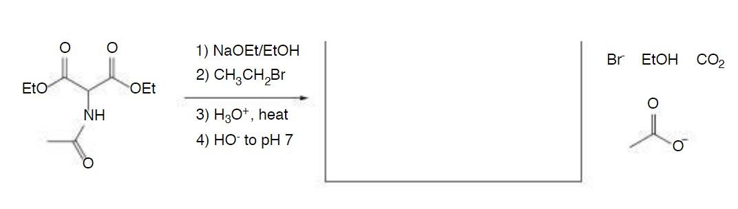Solved 1) NaOEt/EtOH 2) CH3CH2Br 3) H3O+, heat 4) HO−to pH7 | Chegg.com