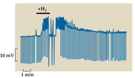 Solved 2. Explain what happens to Vm and action potential | Chegg.com