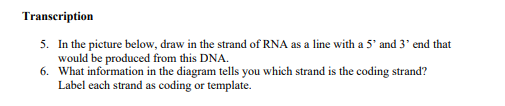 Solved Transcription 5. In the picture below, draw in the | Chegg.com