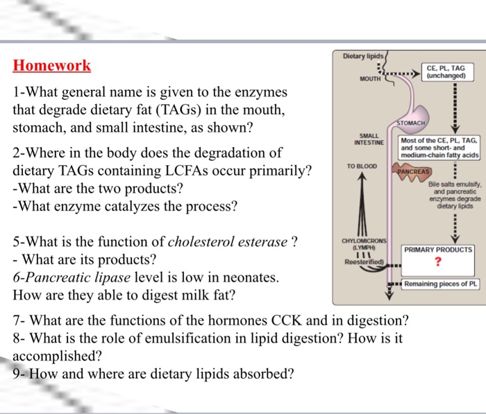 Solved Dietary lipids Homewor CE, PL. TAG MOUTH 1-What | Chegg.com