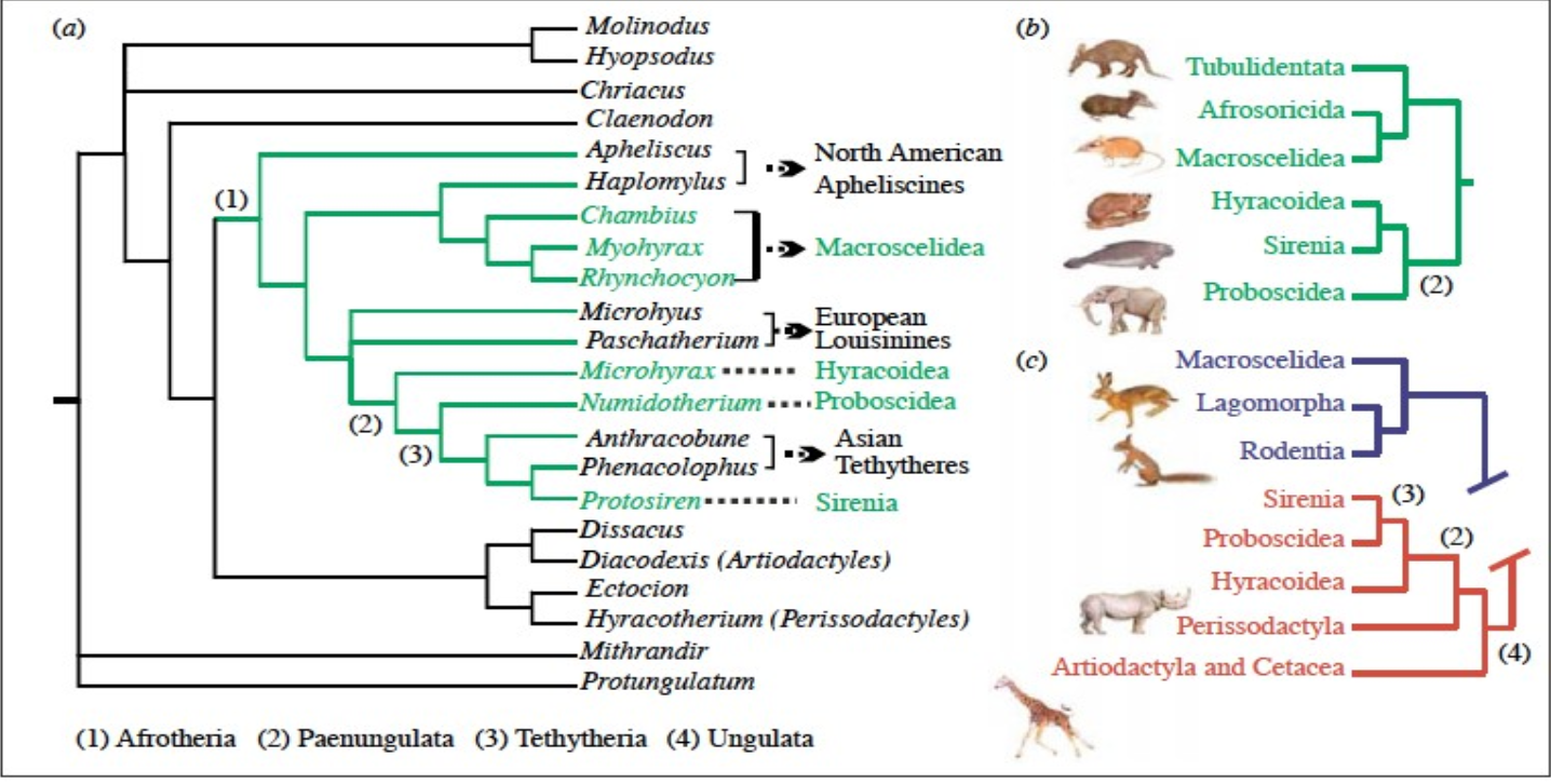Solved Given the following phylogenetic diagram of | Chegg.com